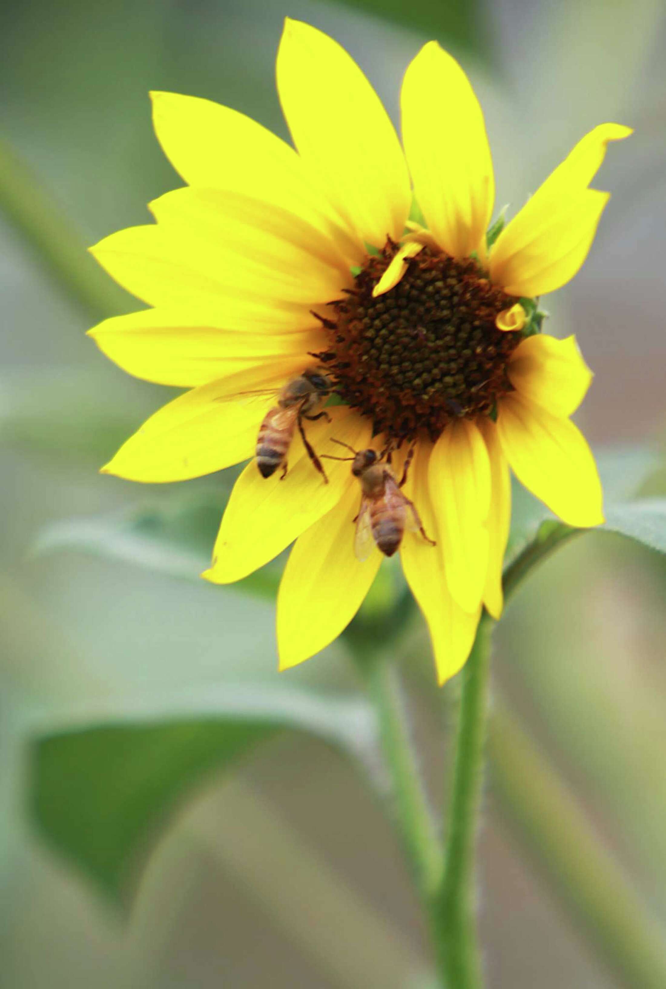 Austin nonprofit expands bee rescue to Houston
