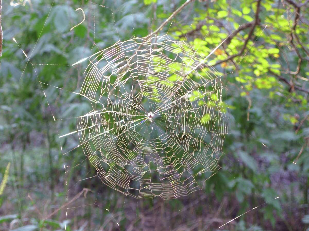 Drought reduces orb web connections