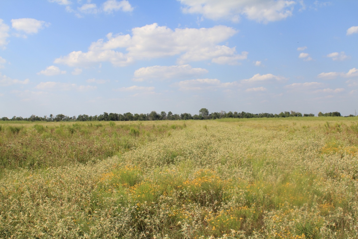 Project to restore Katy Prairie habitat