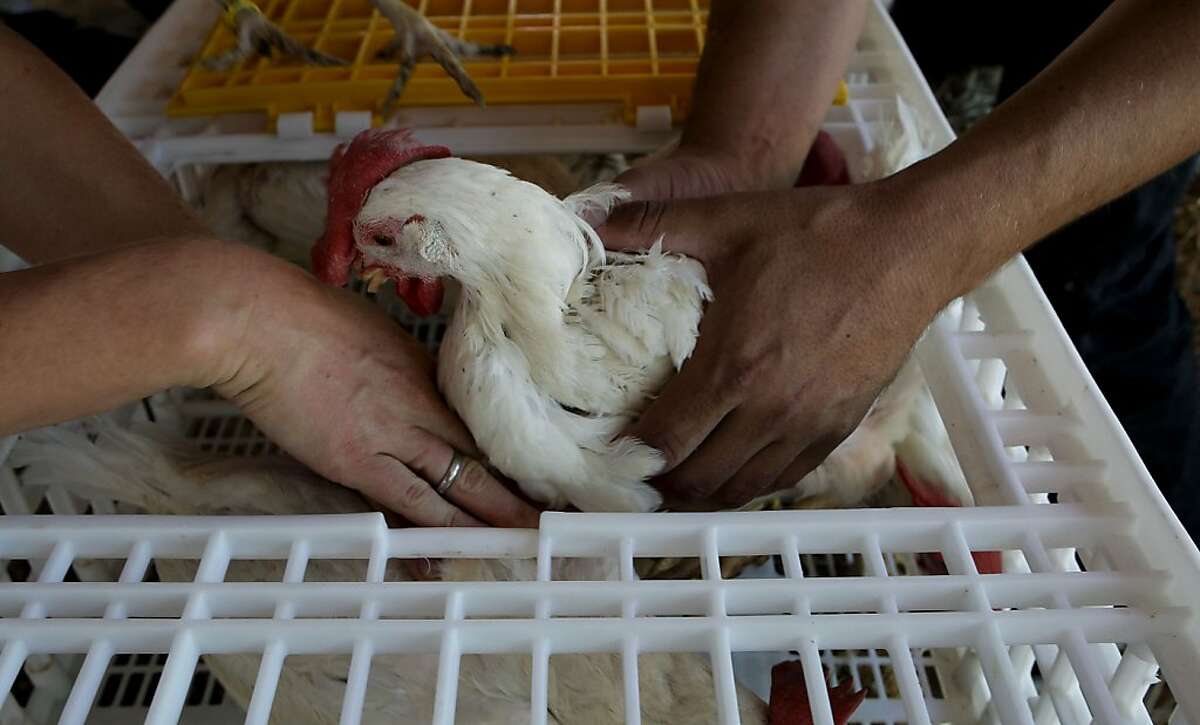 Rescued Calif. chickens airlifted to East Coast