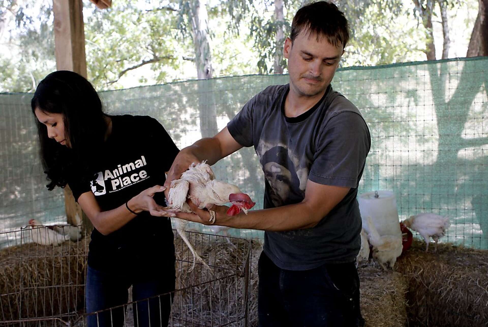 Rescued Calif. chickens airlifted to East Coast