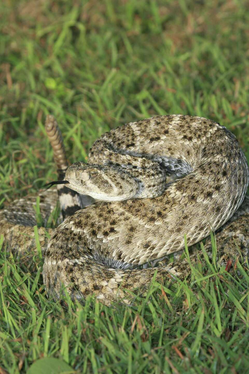 'Why me, Lord?': Port Lavaca businessman in ICU after snake bite