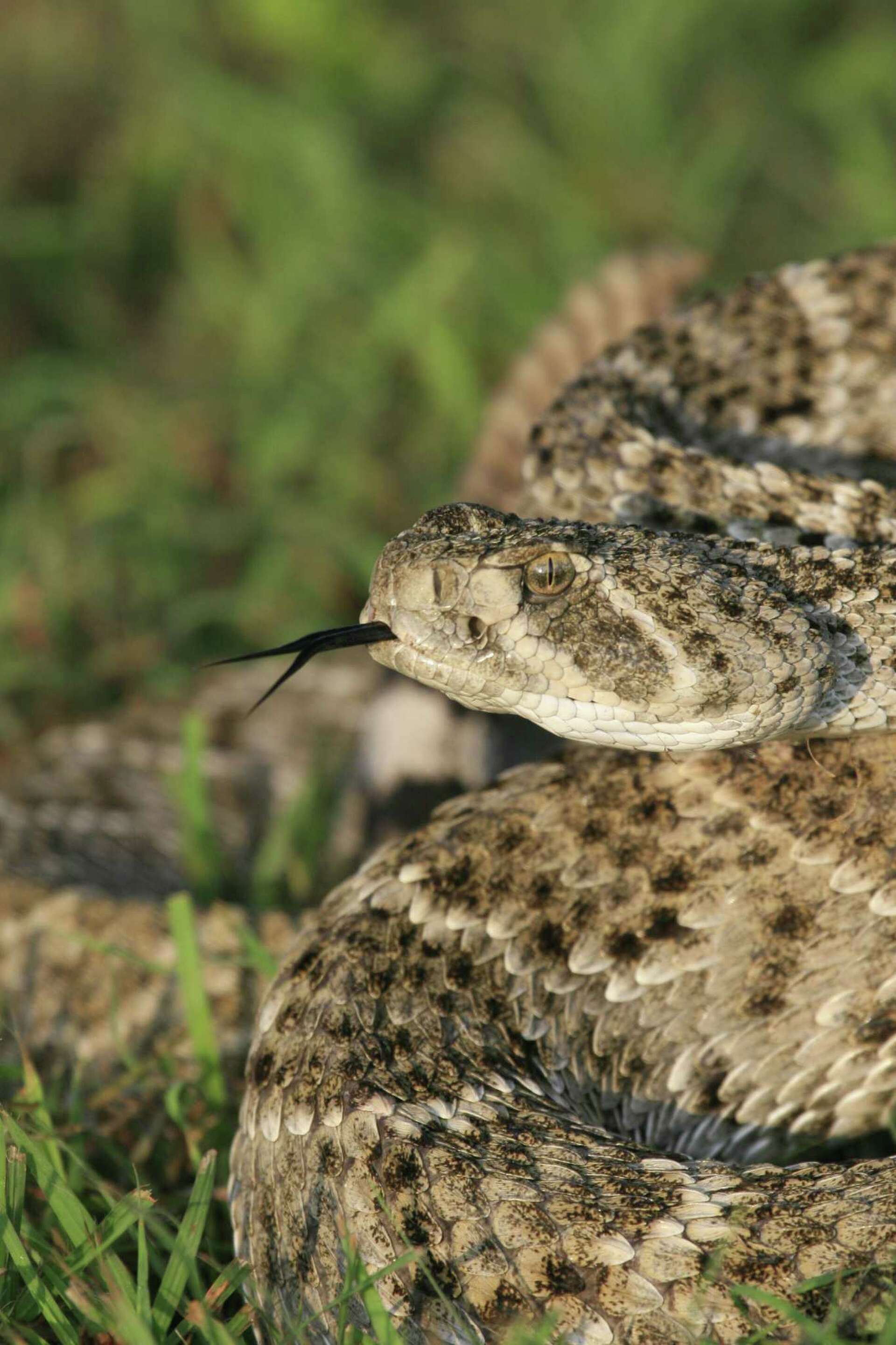 'Why me, Lord?': Port Lavaca businessman in ICU after snake bite