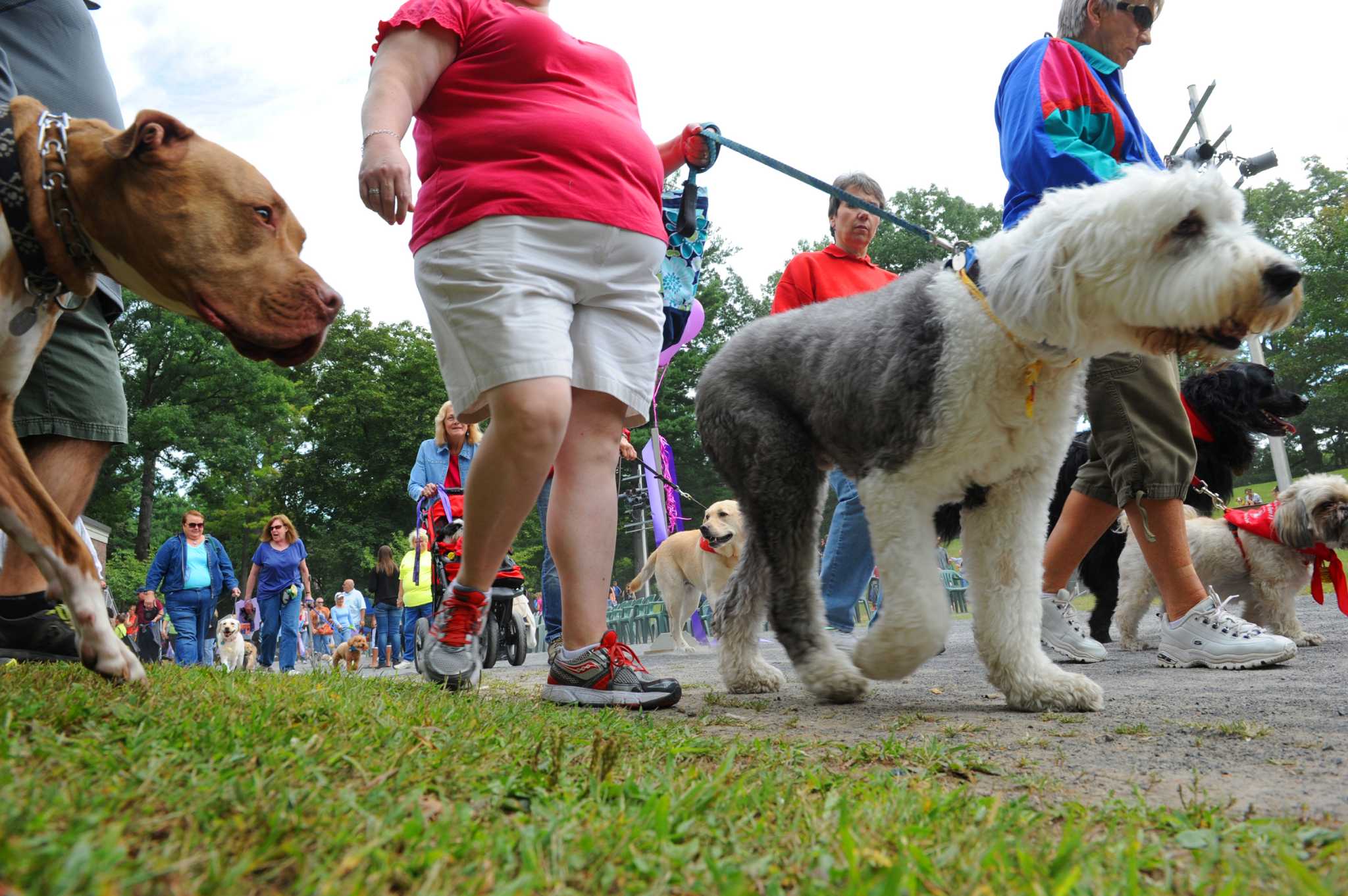 Walk for animals