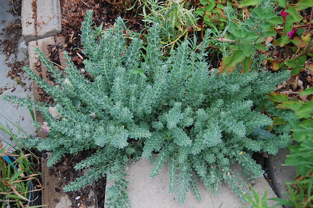Cascading plant overflowing with charms