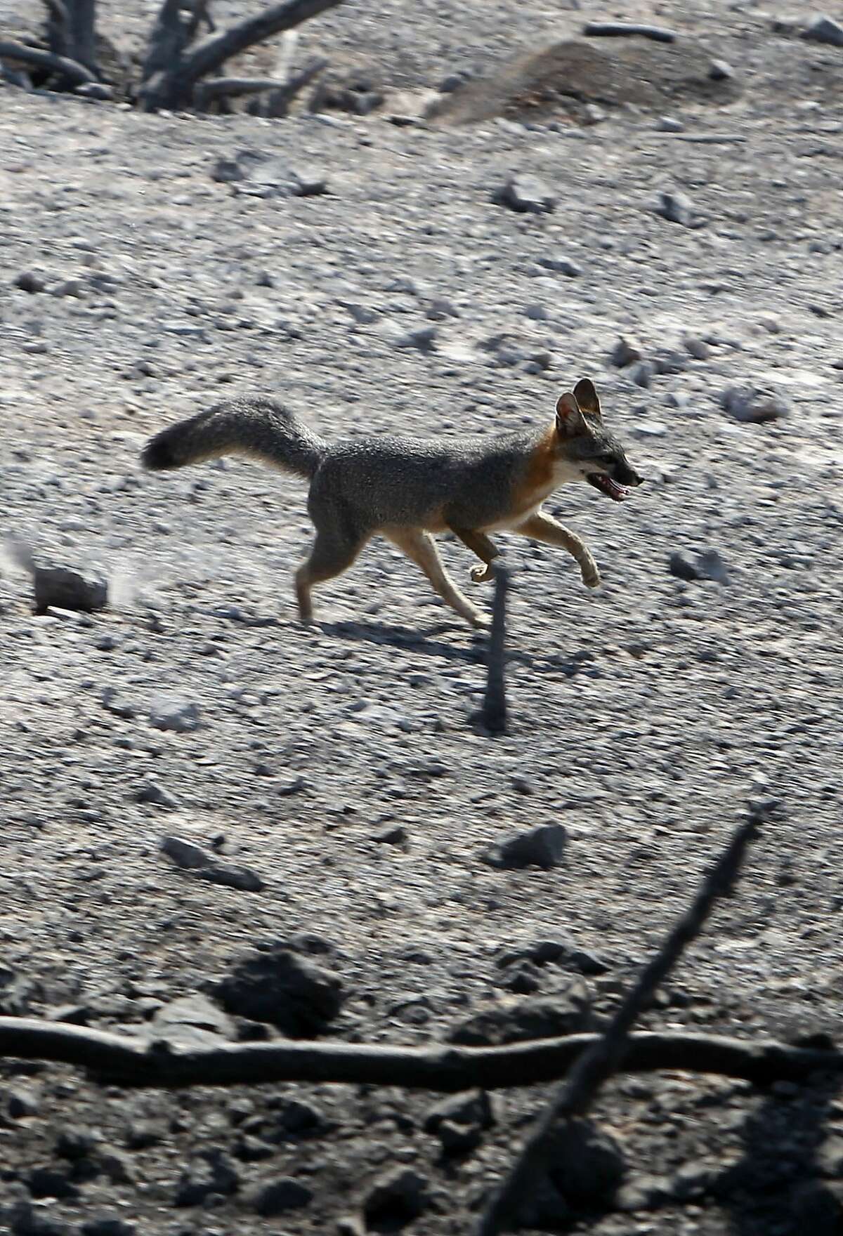 Wildlife winners, losers in Mt. Diablo fire