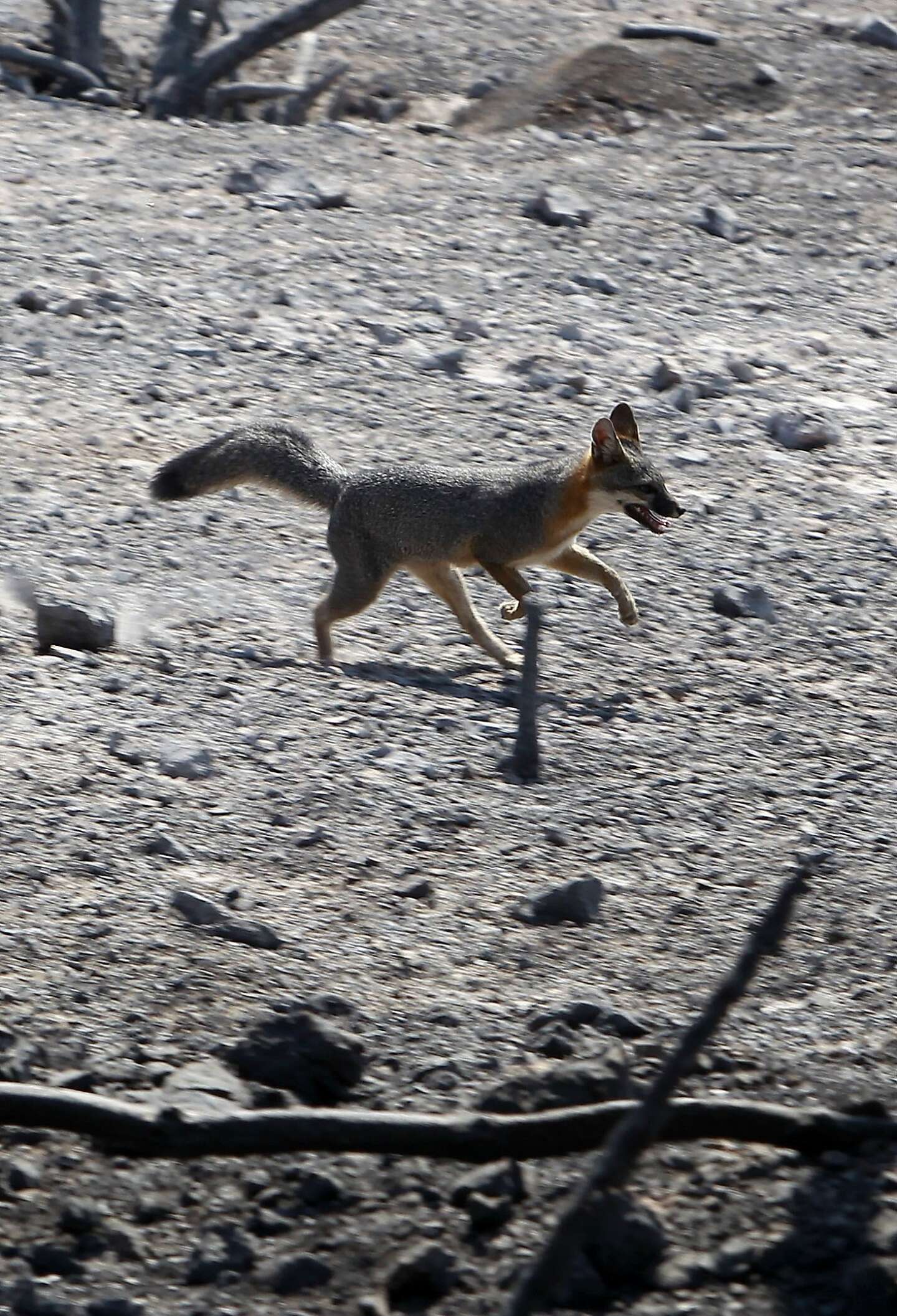 Wildlife winners, losers in Mt. Diablo fire