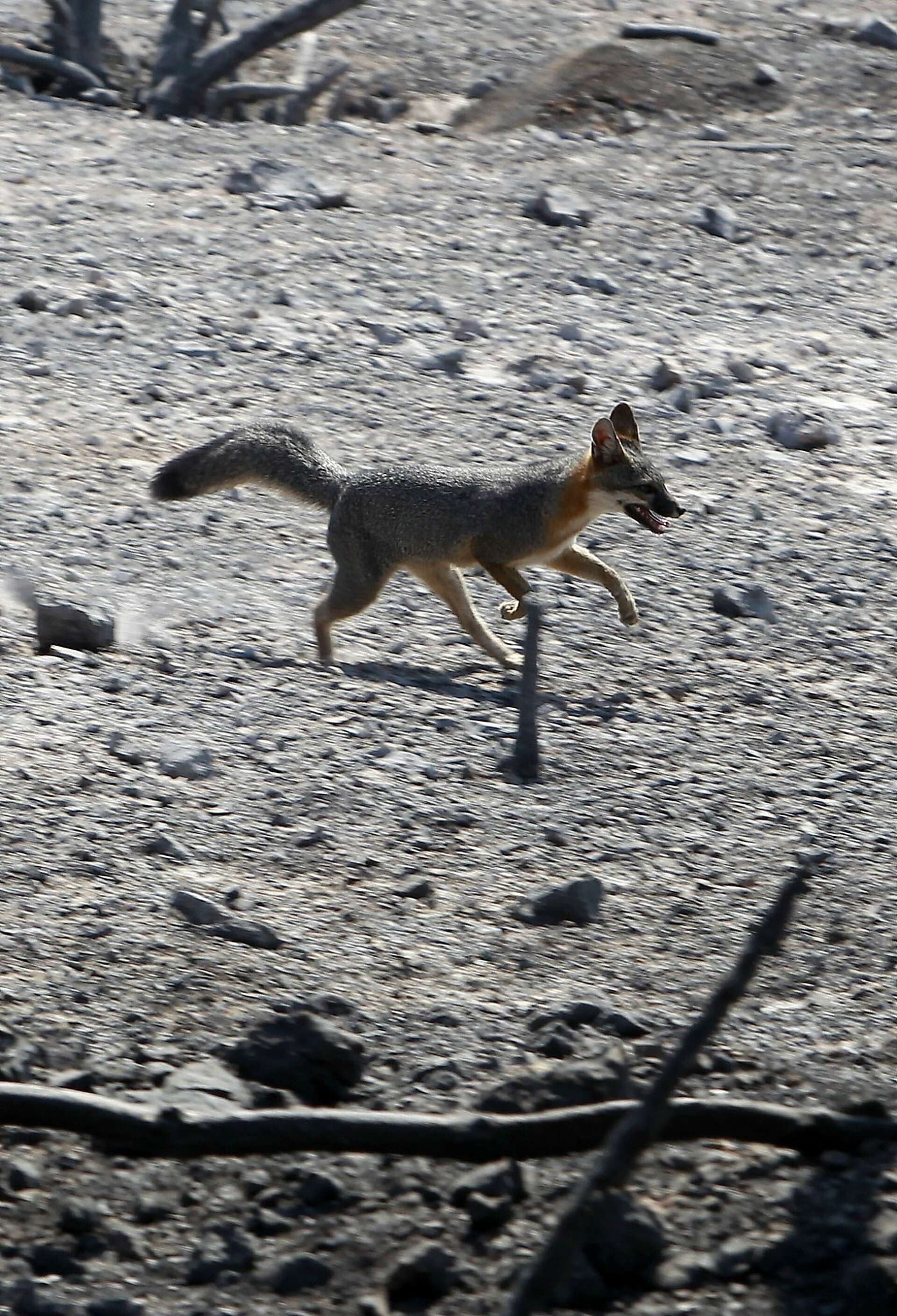Wildlife winners, losers in Mt. Diablo fire