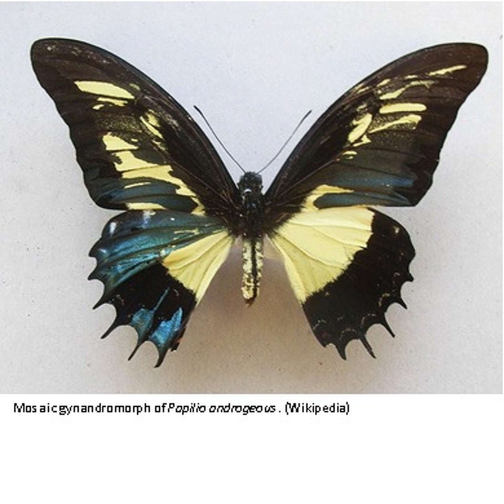 Genetic error has Houston Butterfly Center in awe of birth