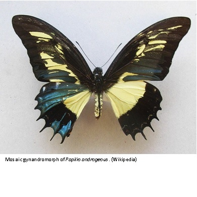 Genetic error has Houston Butterfly Center in awe of birth