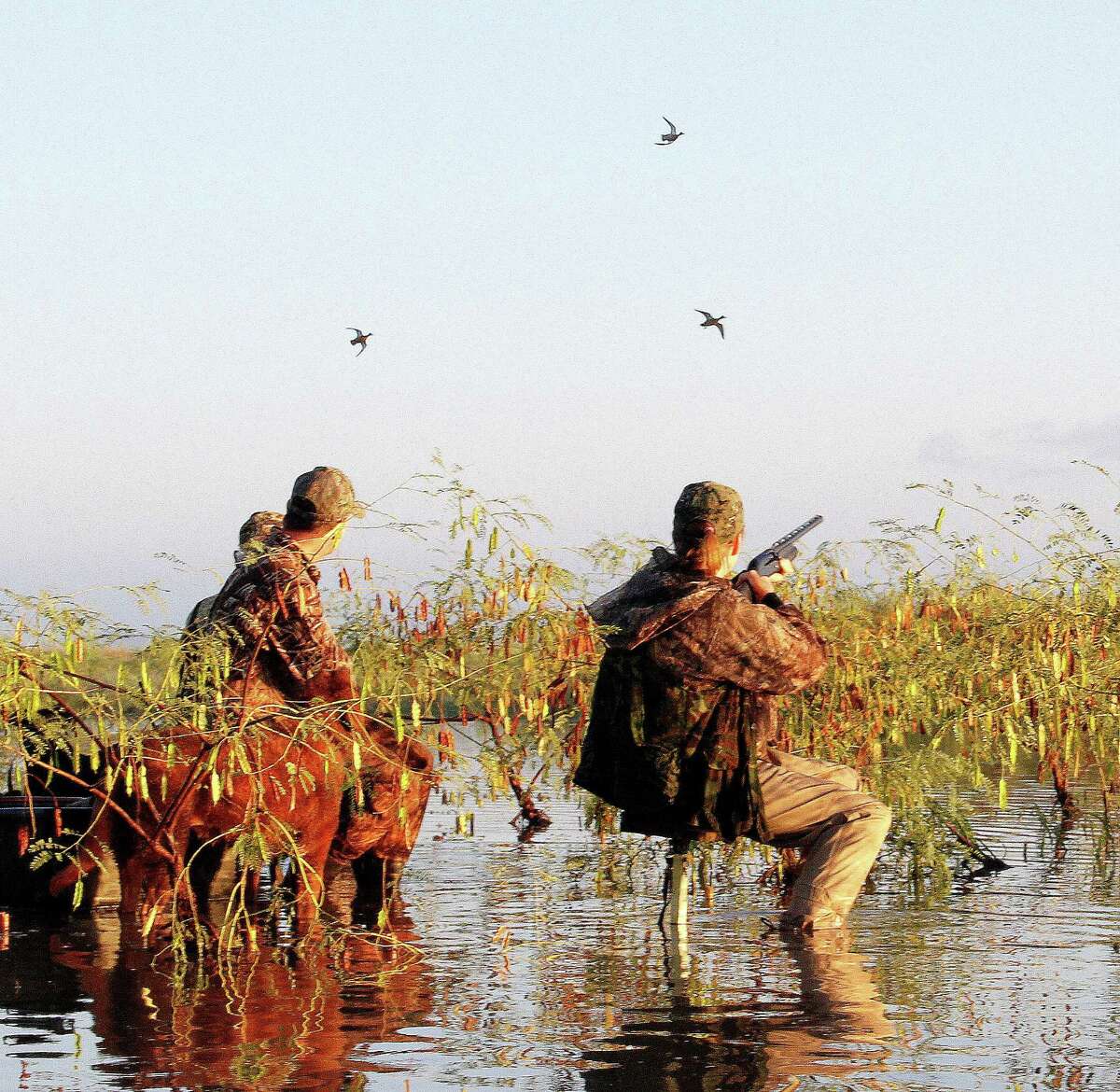 Early teal hunters may struggle to hit raised bag limit