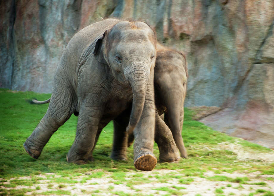 2 Houston Zoo animals treated for Elephant herpes virus - Houston Chronicle