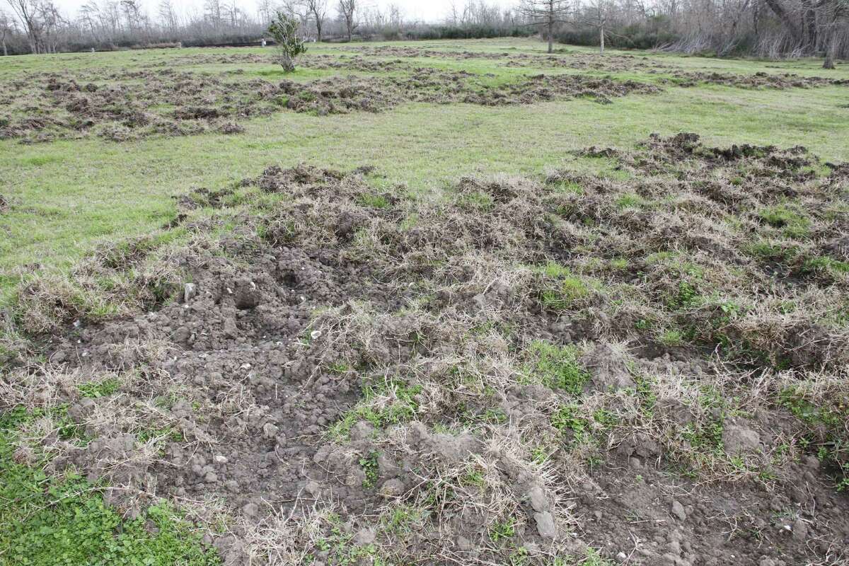 Kingwood residents might be stuck with wild hogs eating everything