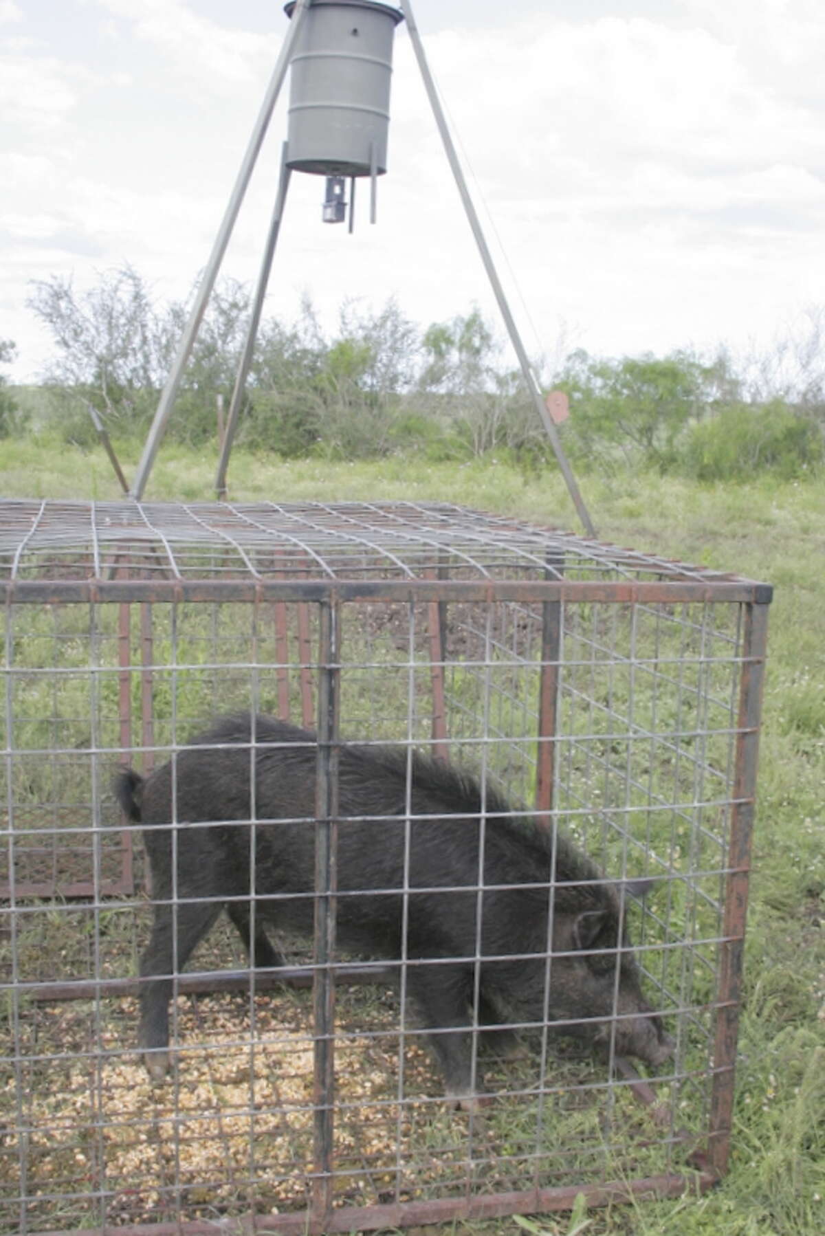Kingwood residents might be stuck with wild hogs eating everything