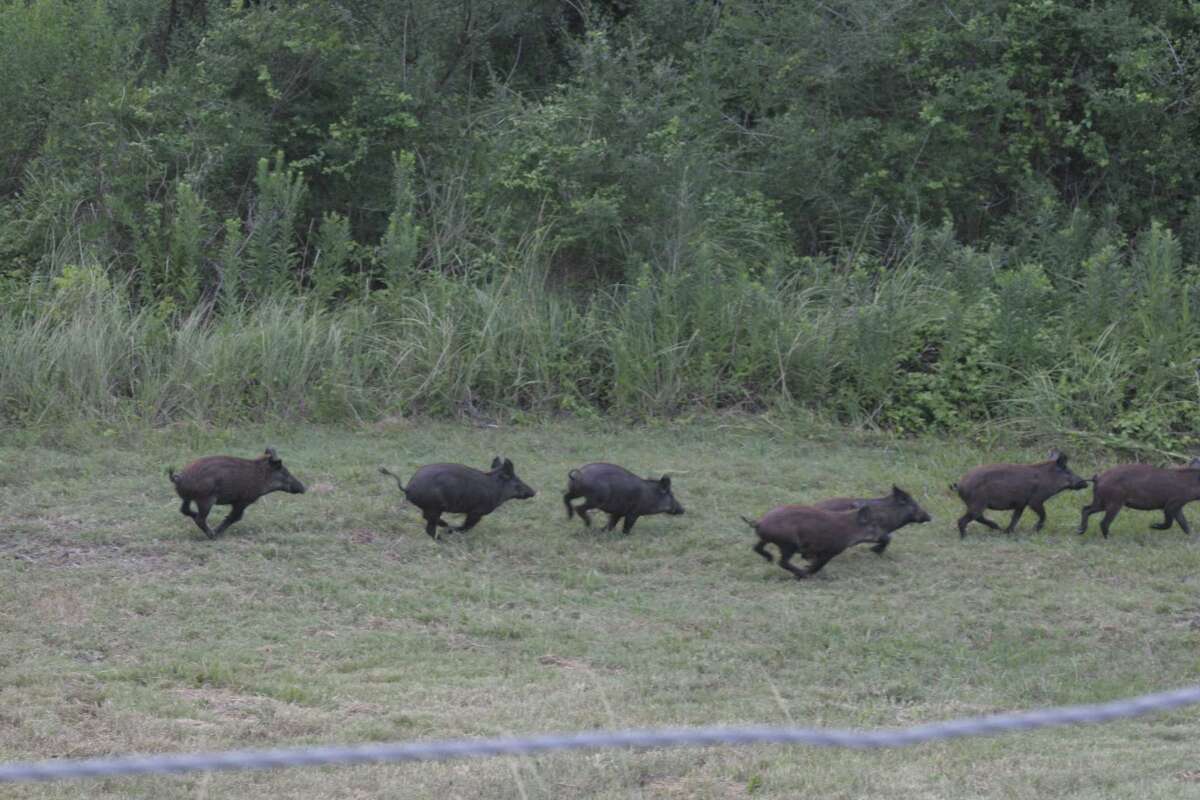 Kingwood residents might be stuck with wild hogs eating everything