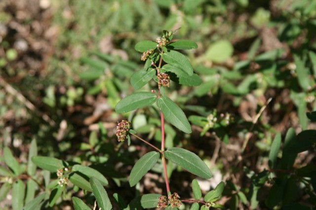 Stop Texas weeds before they can start