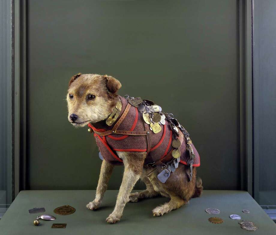 Danbury Railway Museum salutes Post Office dog Owney - Connecticut Post