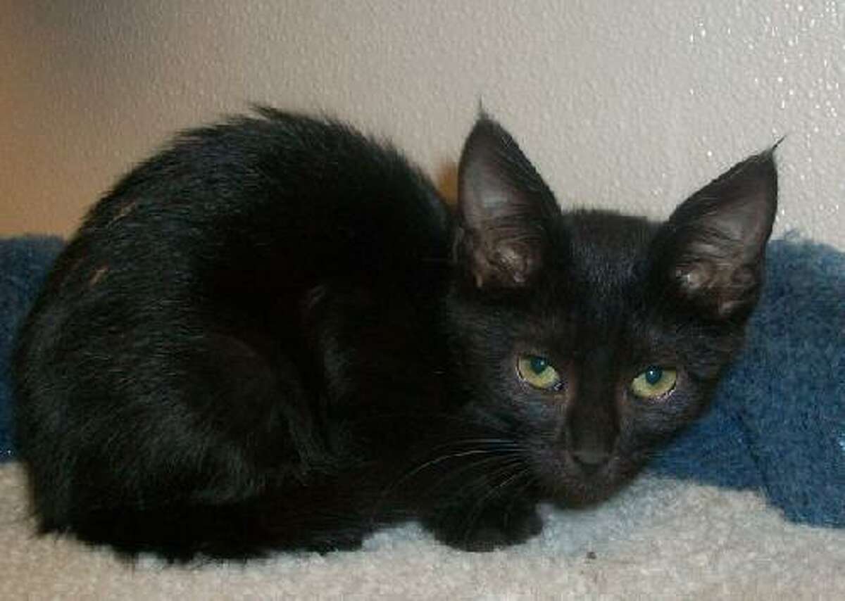 No black cat adoptions in October, but they're on sale in Sugar Land now