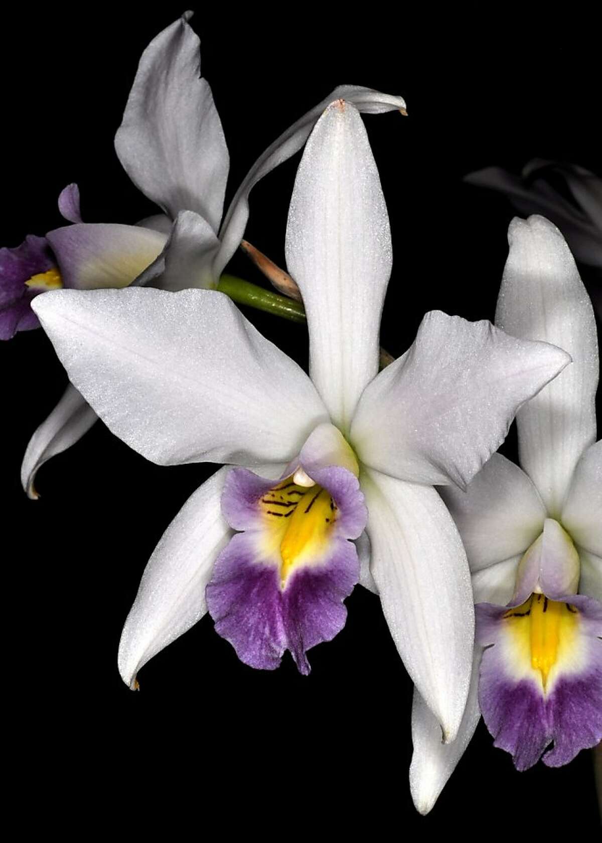 Intense color makes Laelia orchids stand out
