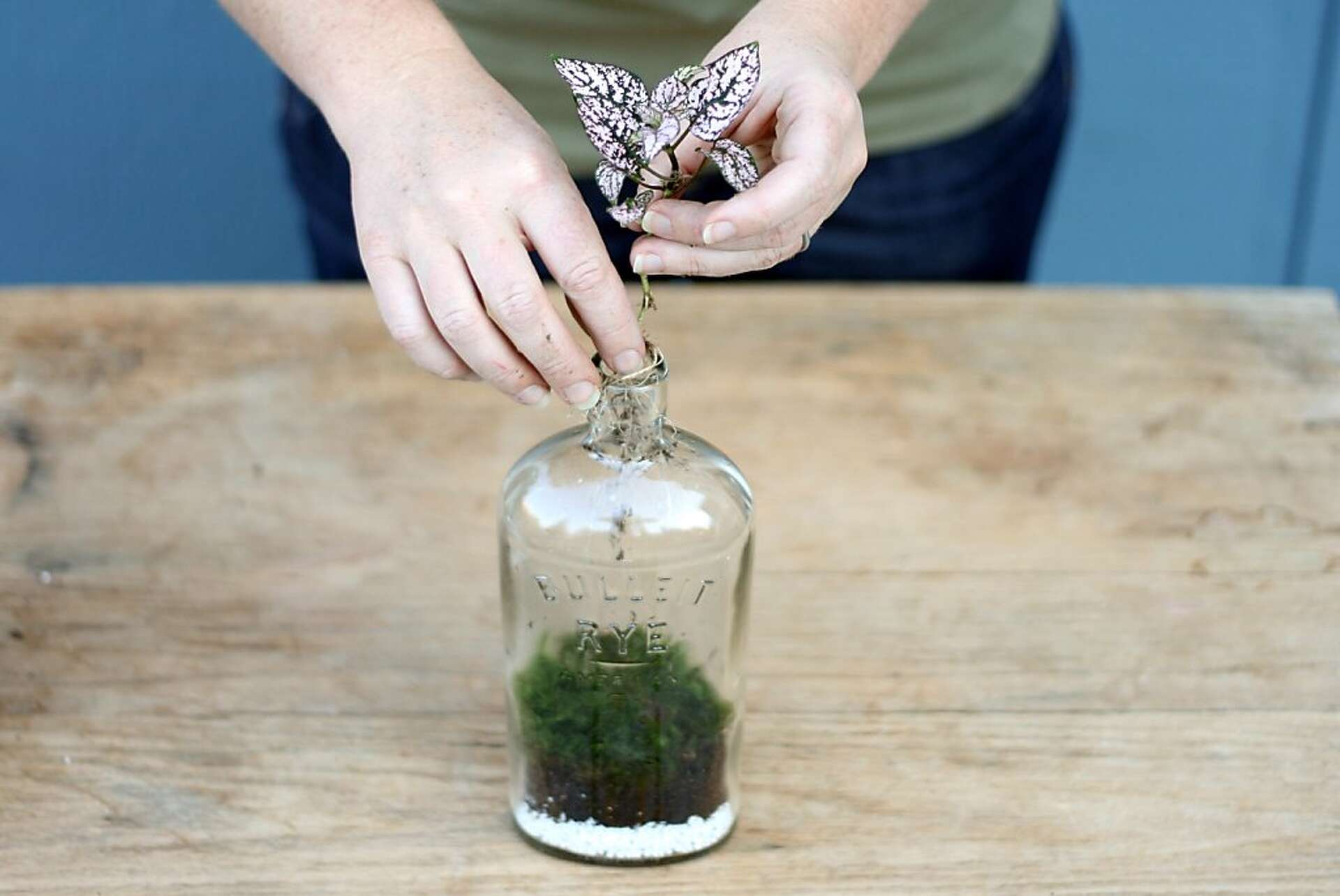 Building a little garden under glass