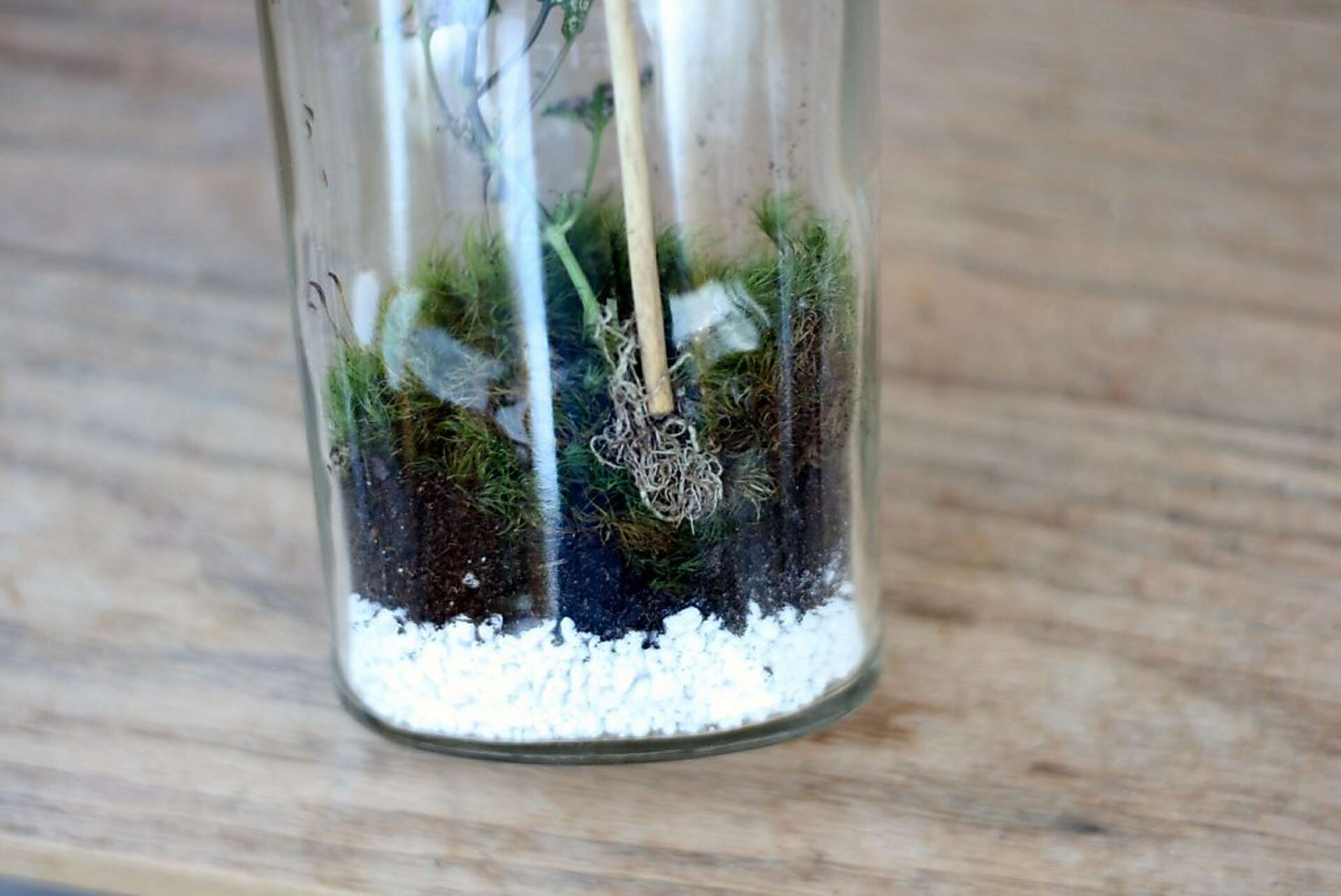 Building a little garden under glass