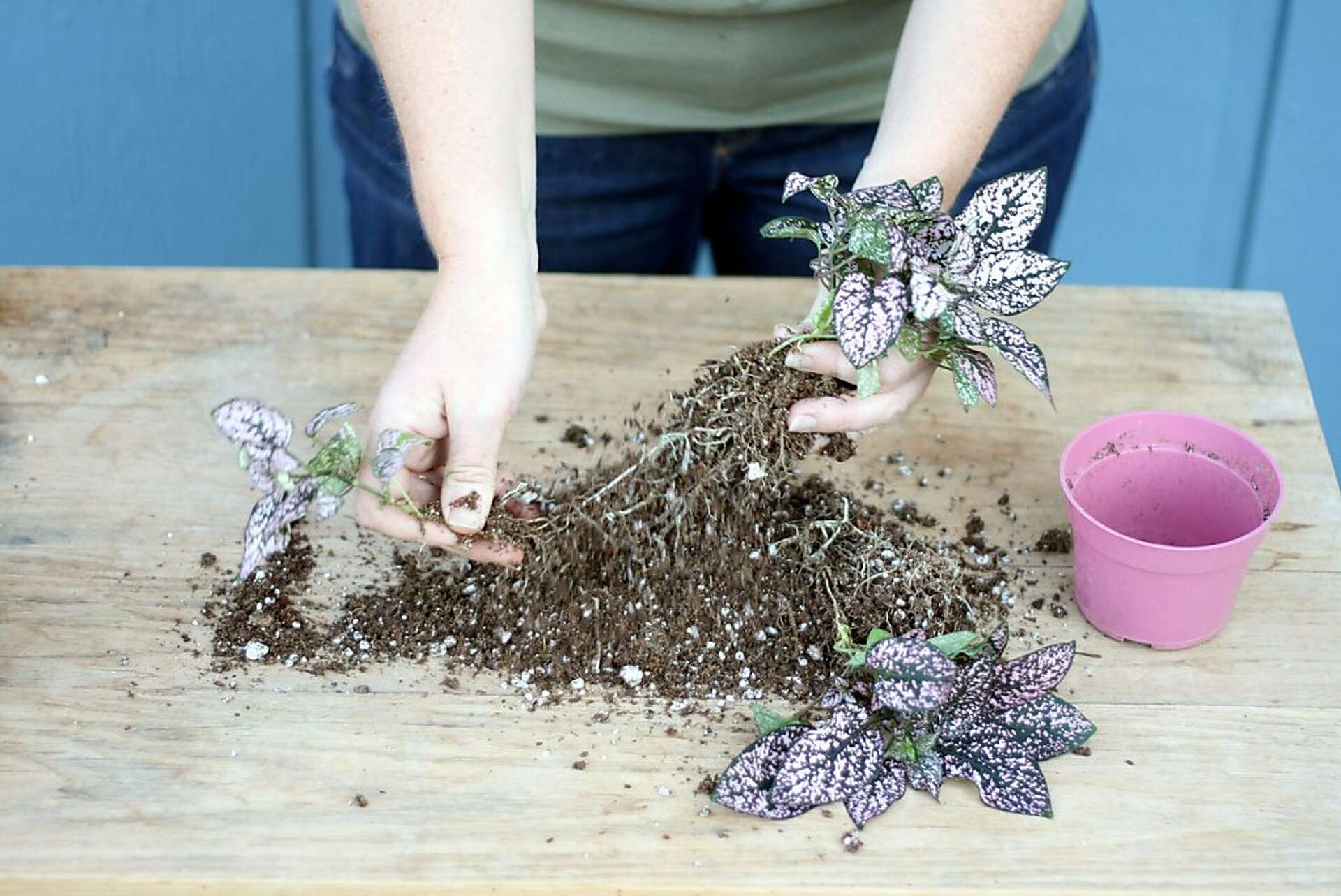 Building a little garden under glass