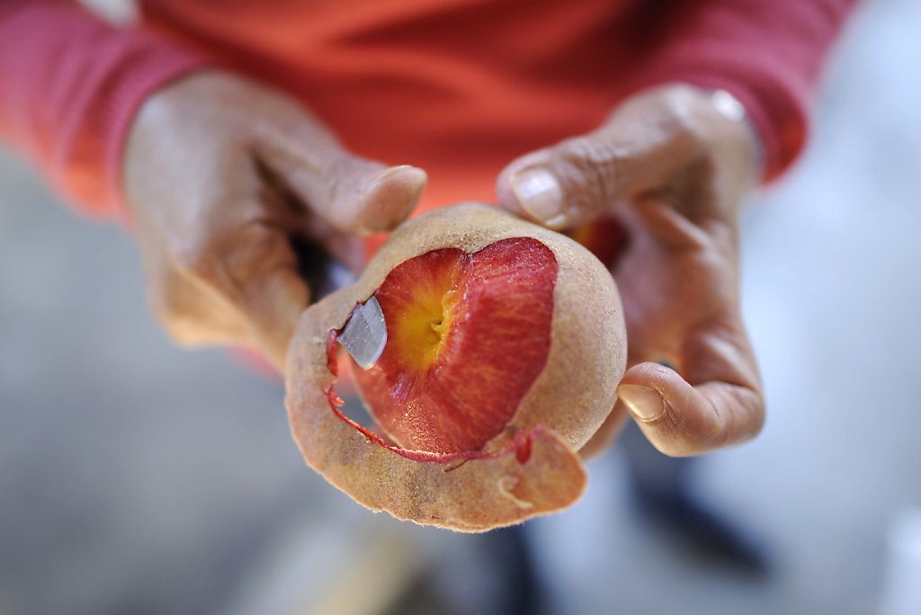 Growing crops of Calabria in Bay Area