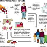 Report links antibiotics at farms to human deaths - SFGate