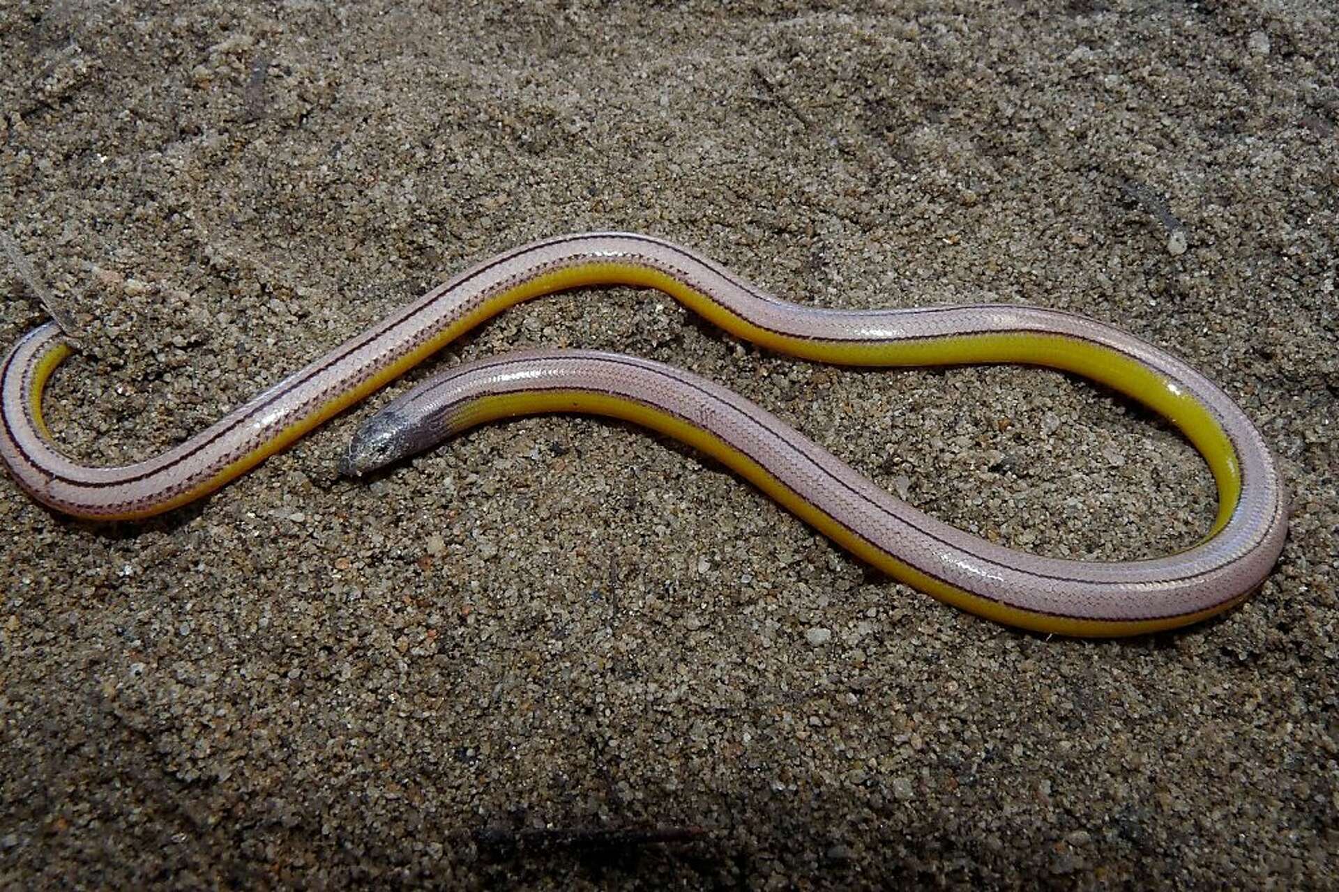4 new species of legless lizard identified