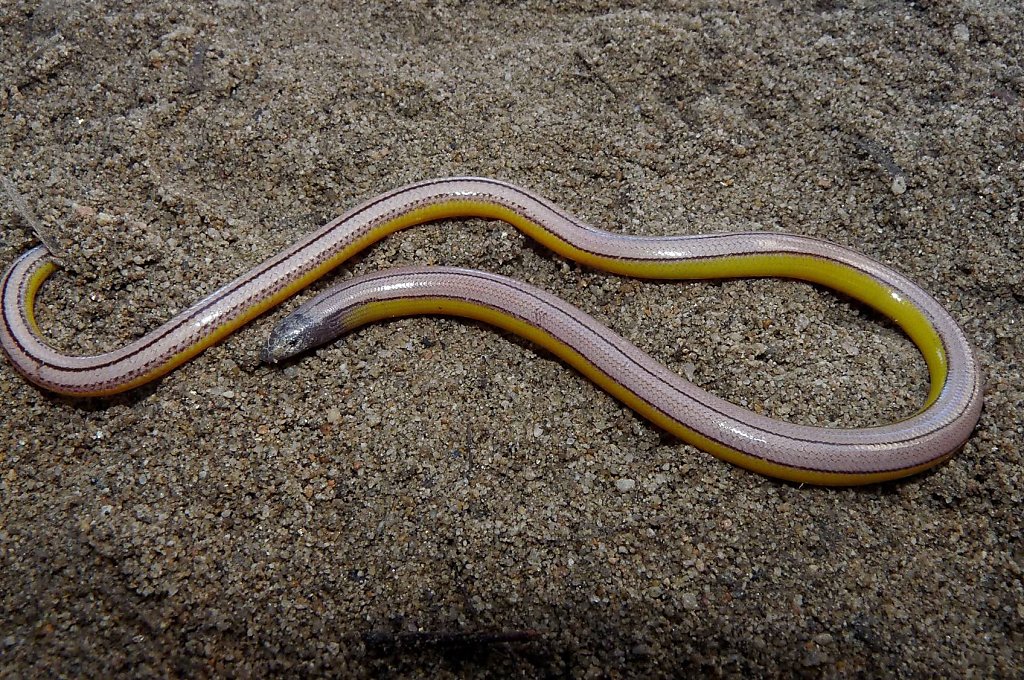 4 new species of legless lizard identified