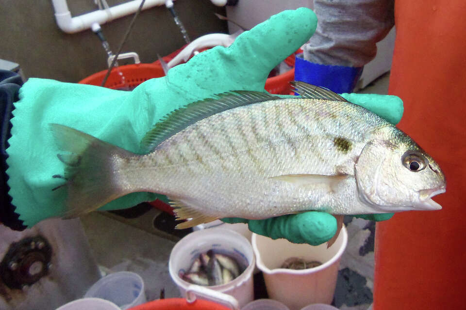 Warm-water fish now common in the Sound