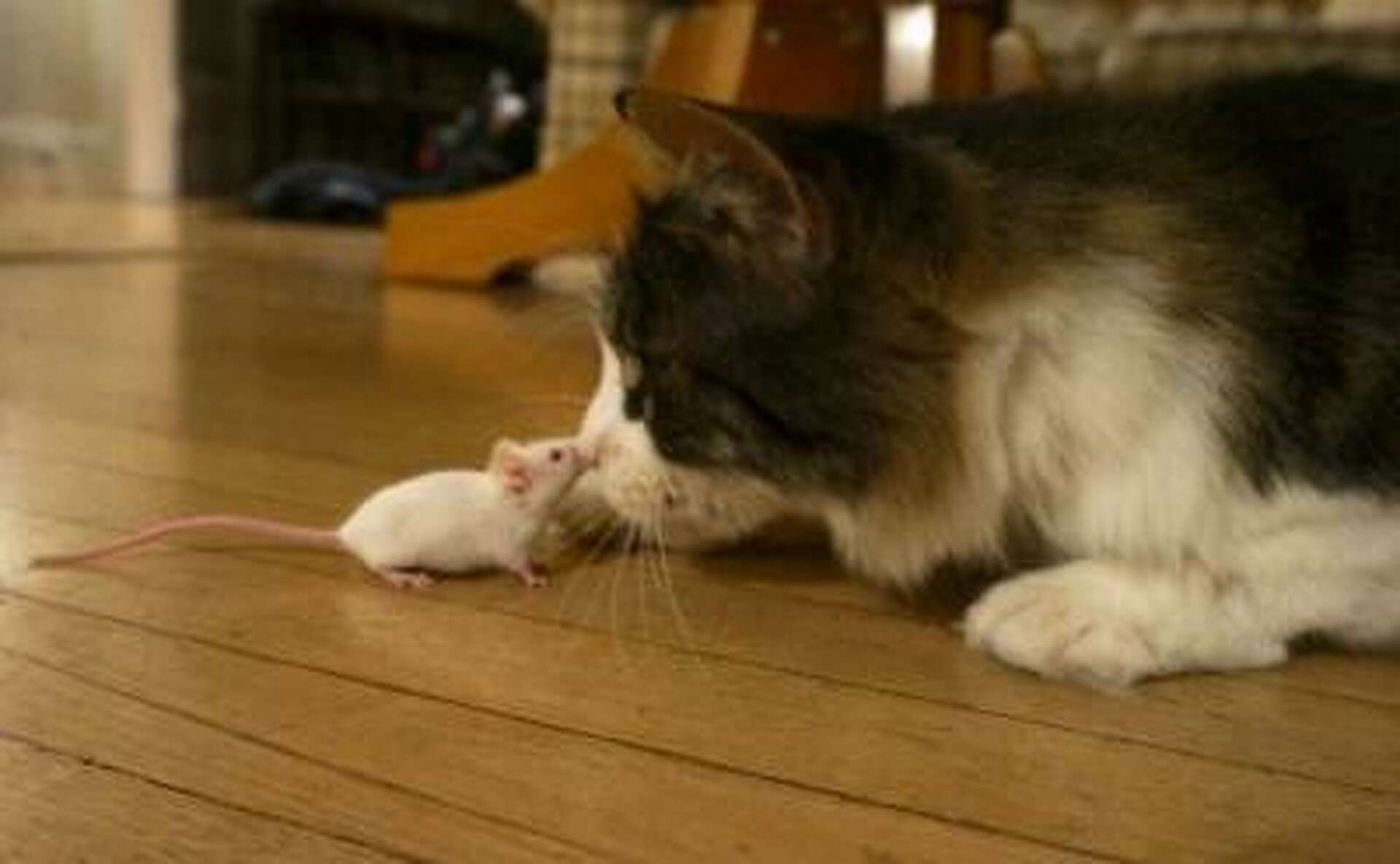 Scientist: Parasite creates fearless mice - permanently