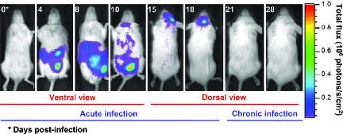 Scientist: Parasite creates fearless mice - permanently