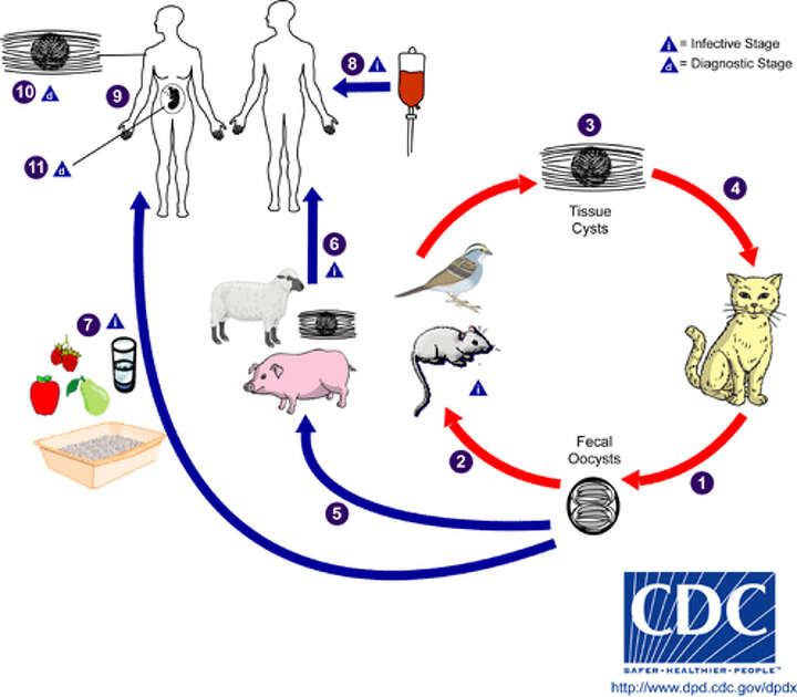 Scientist: Parasite creates fearless mice - permanently