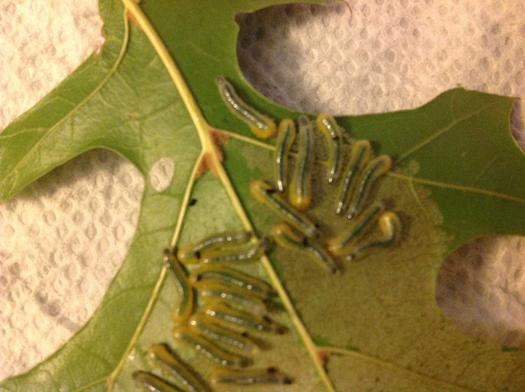 Sperry: Sawfly larvae only a threat to oak leaves, not the trees