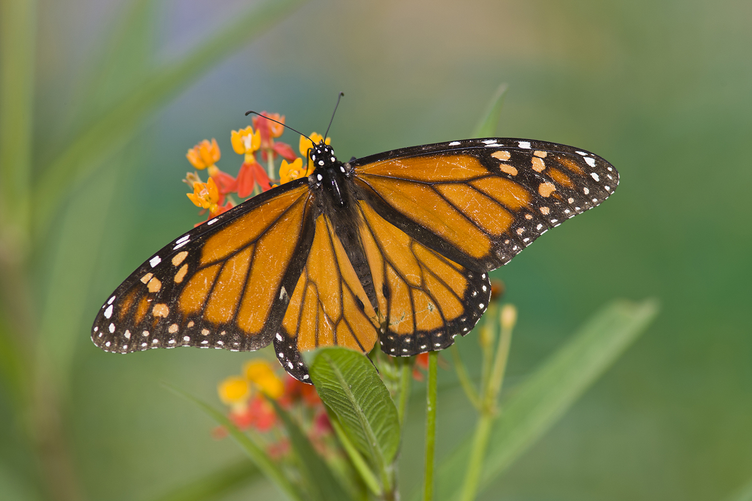 Amazing monarch migration shows evidence of declining numbers