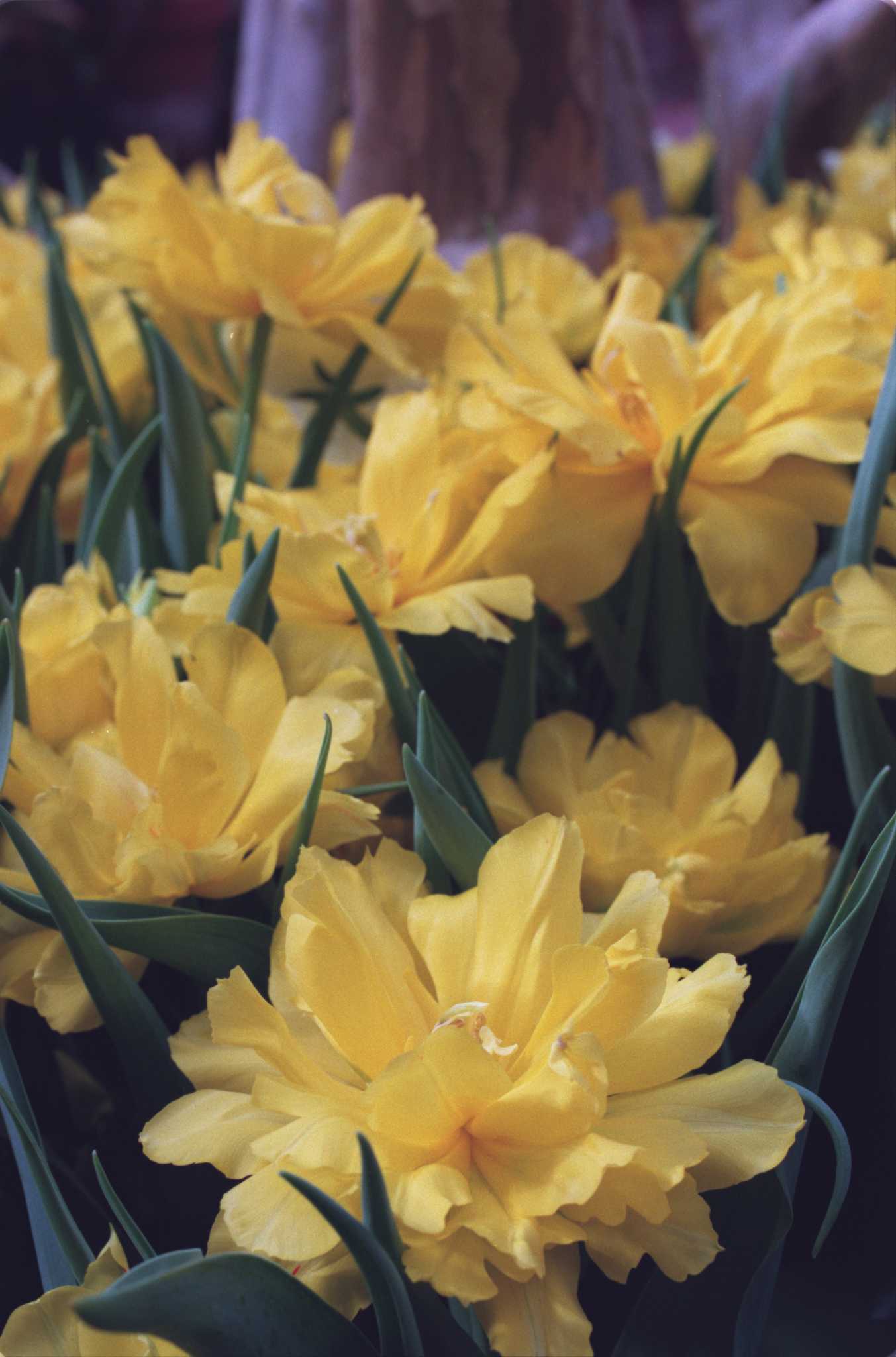 Plant bulbs in fall for a spring explosion of color