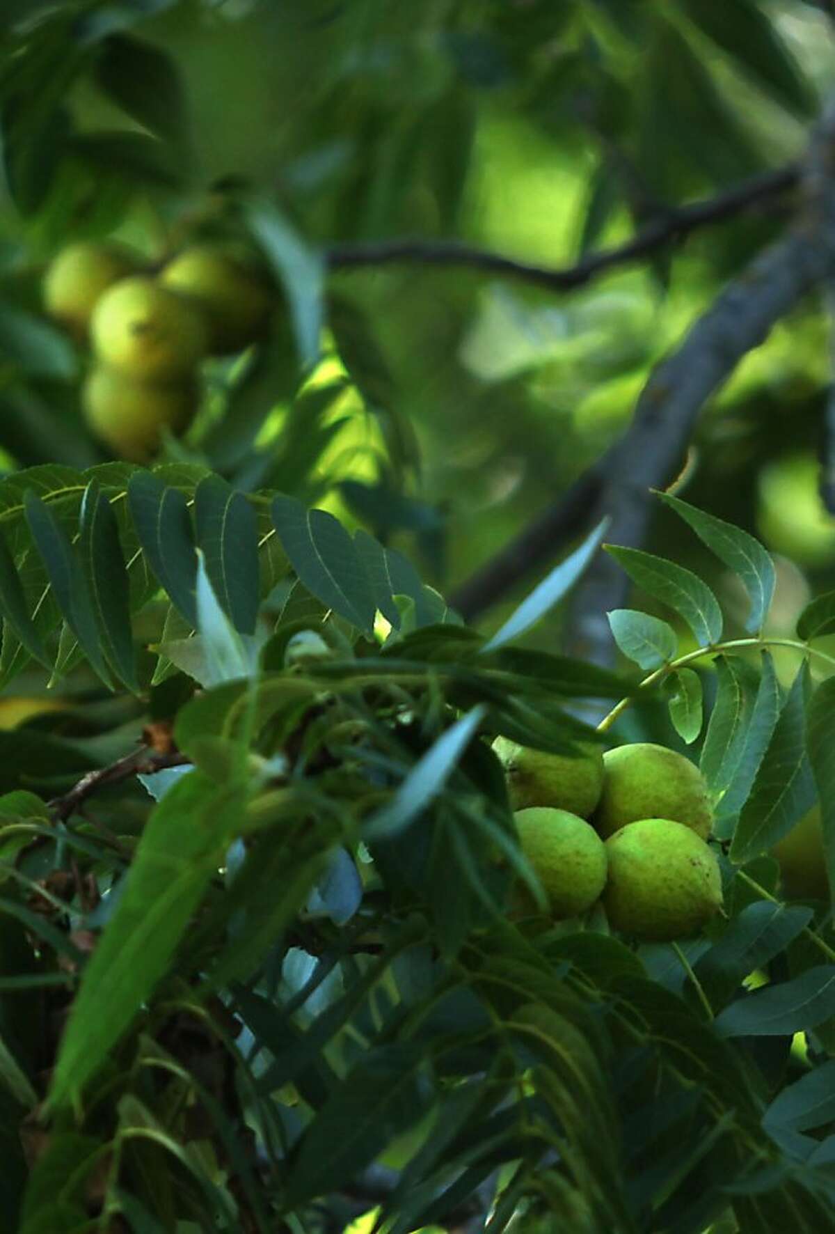 How to grow a food forest