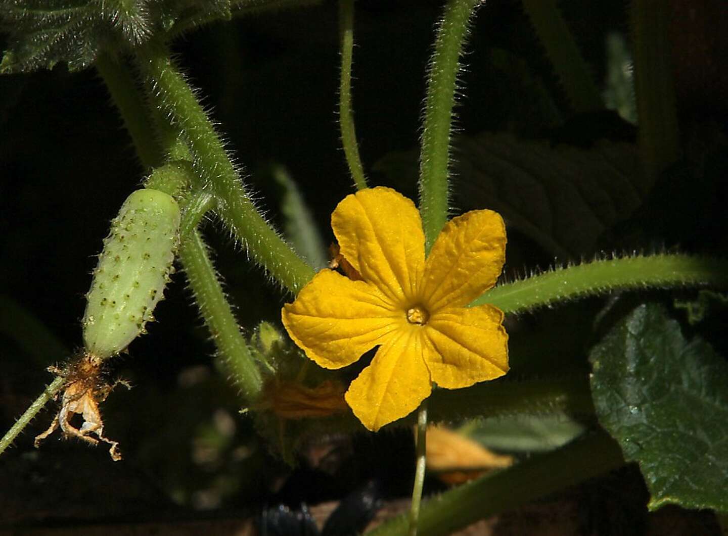 How to grow a food forest