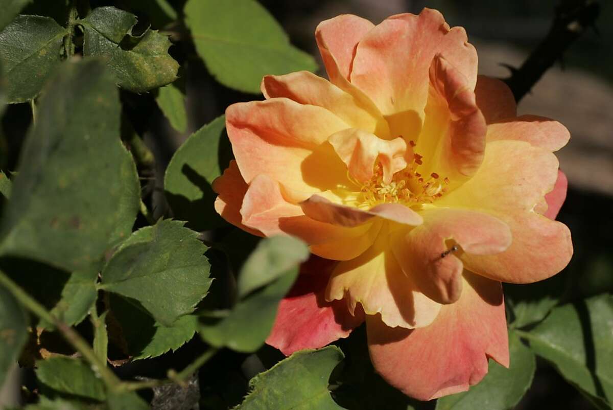 Good rose choices for a mostly sunny S.F. balcony