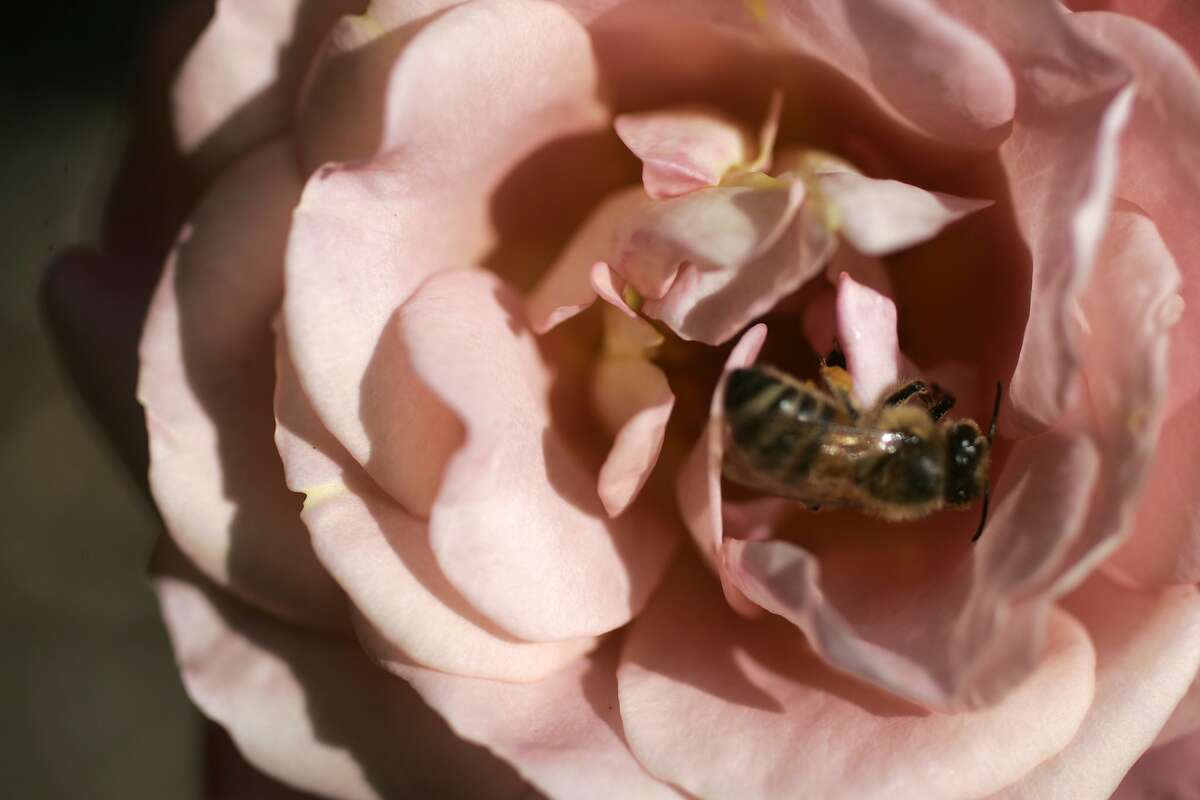 Good rose choices for a mostly sunny S.F. balcony