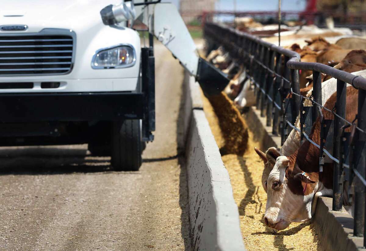 Weight-gain drug causing division in cattle industry