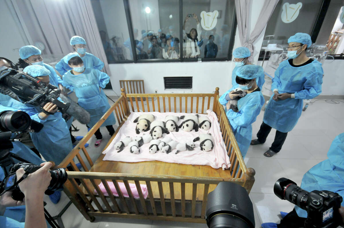 Baby pandas make their debut