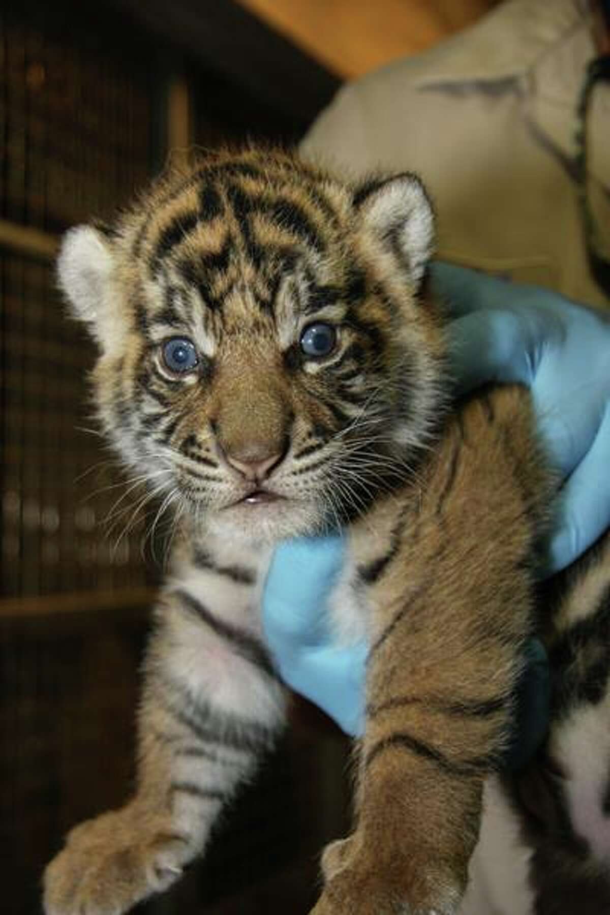 Tiger cubs on display at SA Zoo