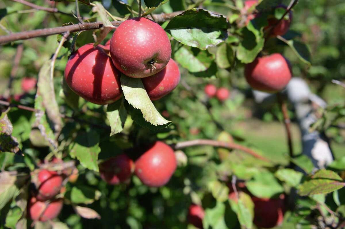 Boom harvest for Connecticut apple orchards