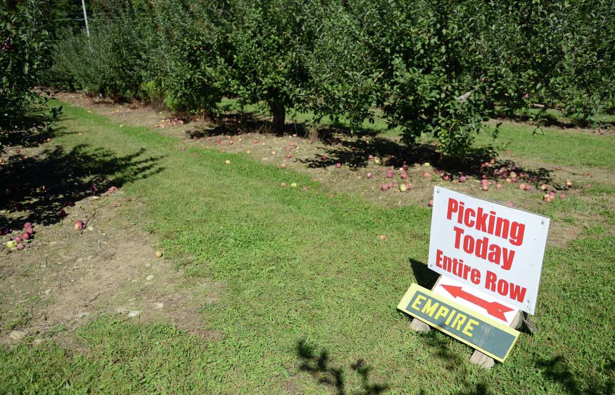 Boom harvest for Connecticut apple orchards