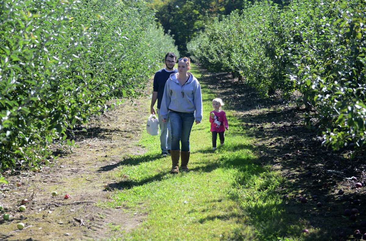 Boom harvest for Connecticut apple orchards