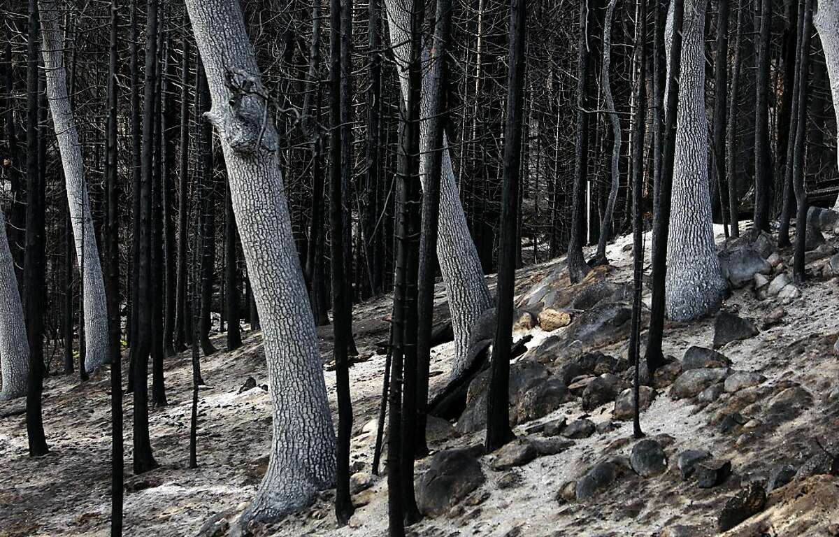 Yosemite fire debate over harvesting burned trees