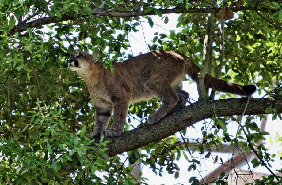 Once an orphan, UH mascot Shasta VI is ready to party - Houston Chronicle