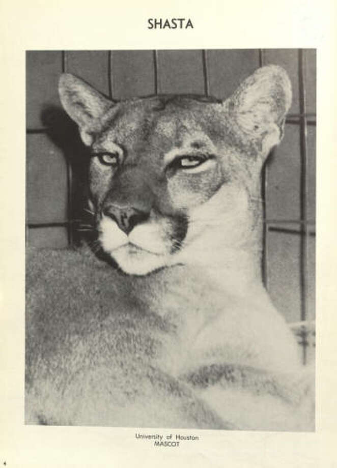 Once an orphan, UH mascot Shasta VI is ready to party - Houston Chronicle
